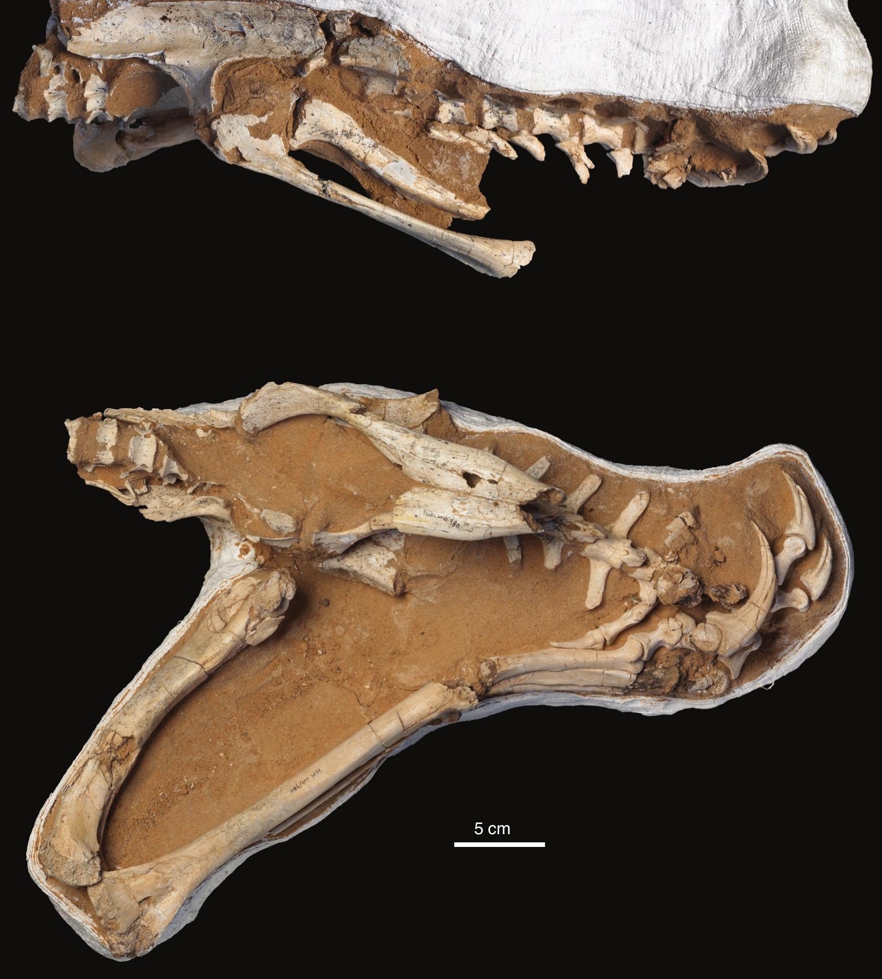 Species New to Science: [Paleontology • 2021] Shri devi • A New ...