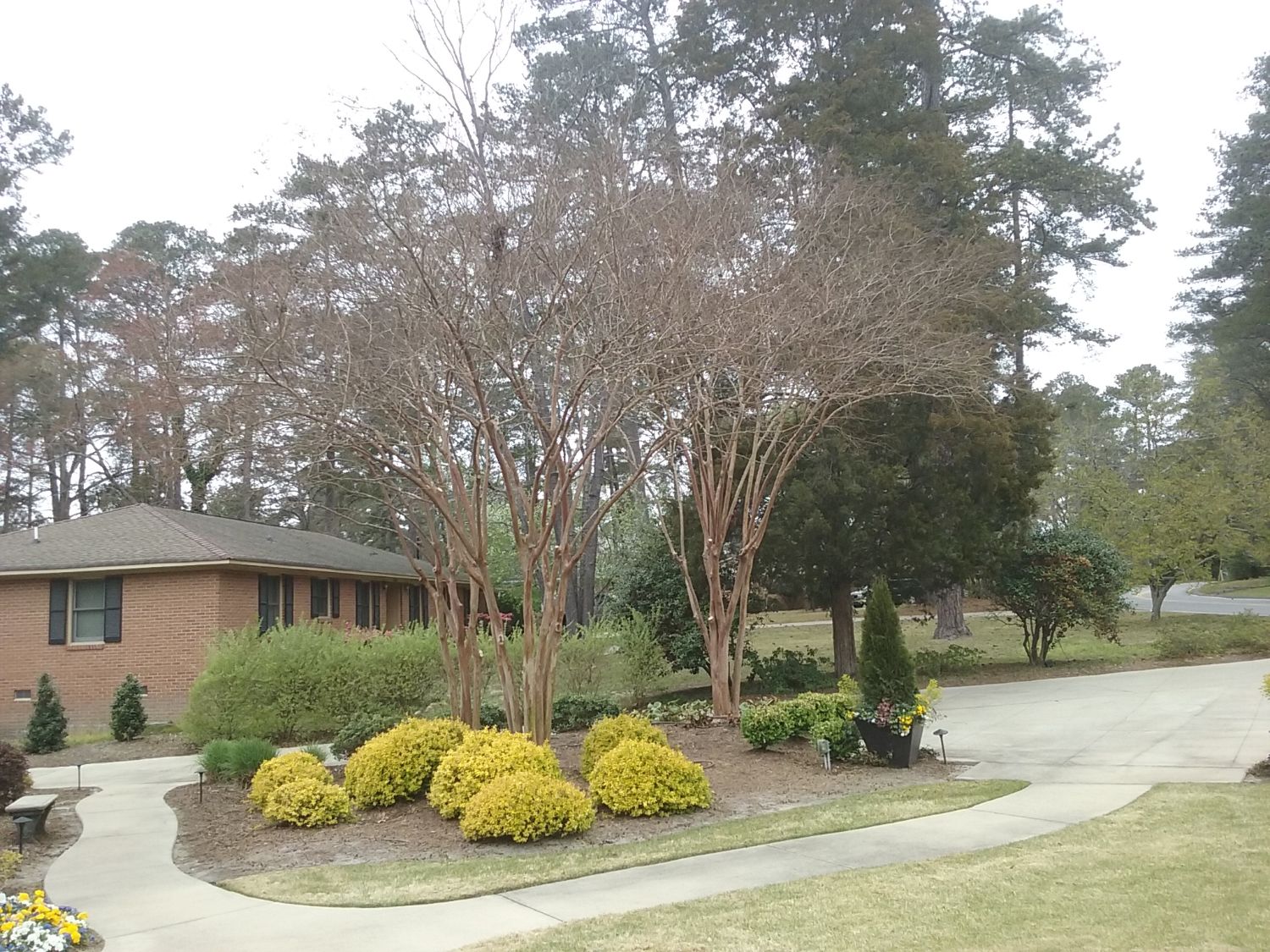 SHOOTS & MATTERS: Two of My Favorites - Crepe Myrtles and Japanese Maples