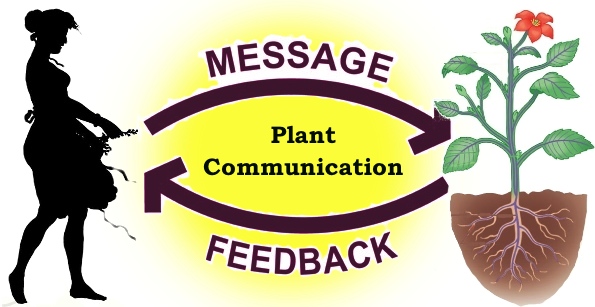 The Learning Garden (Almost) Daily: Plant Communication: Practicing ...