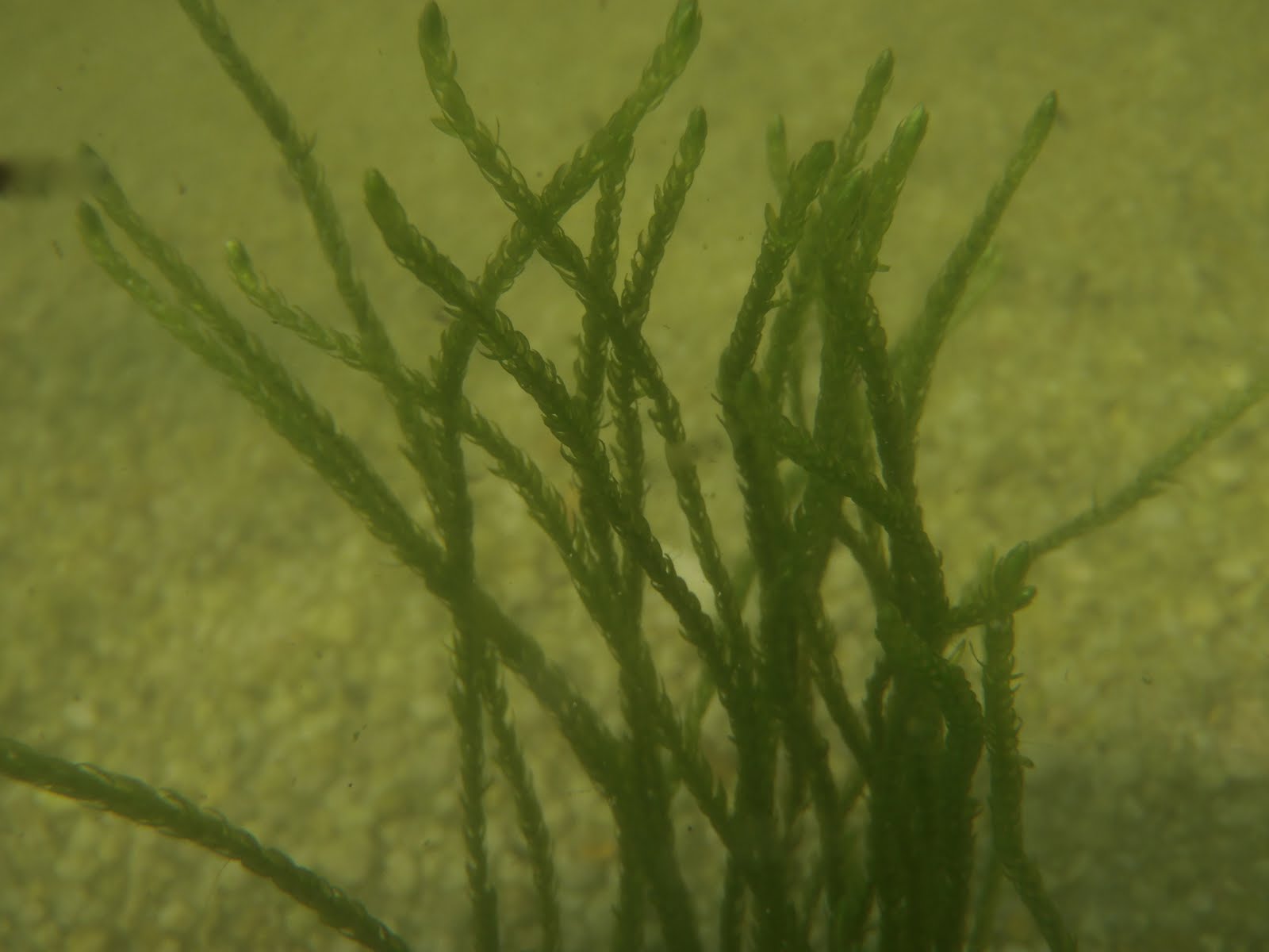 Aquatic Farmer: Mayaca Sp Rio Sao Franscisco