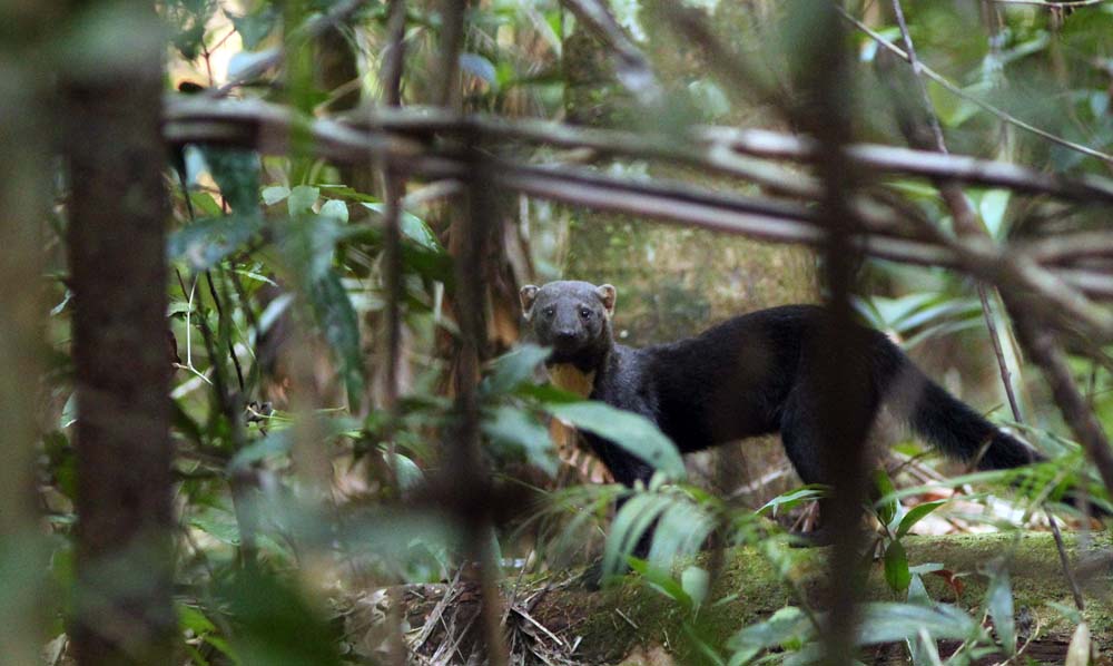 Birdernaturalist: Tayra the Predator
