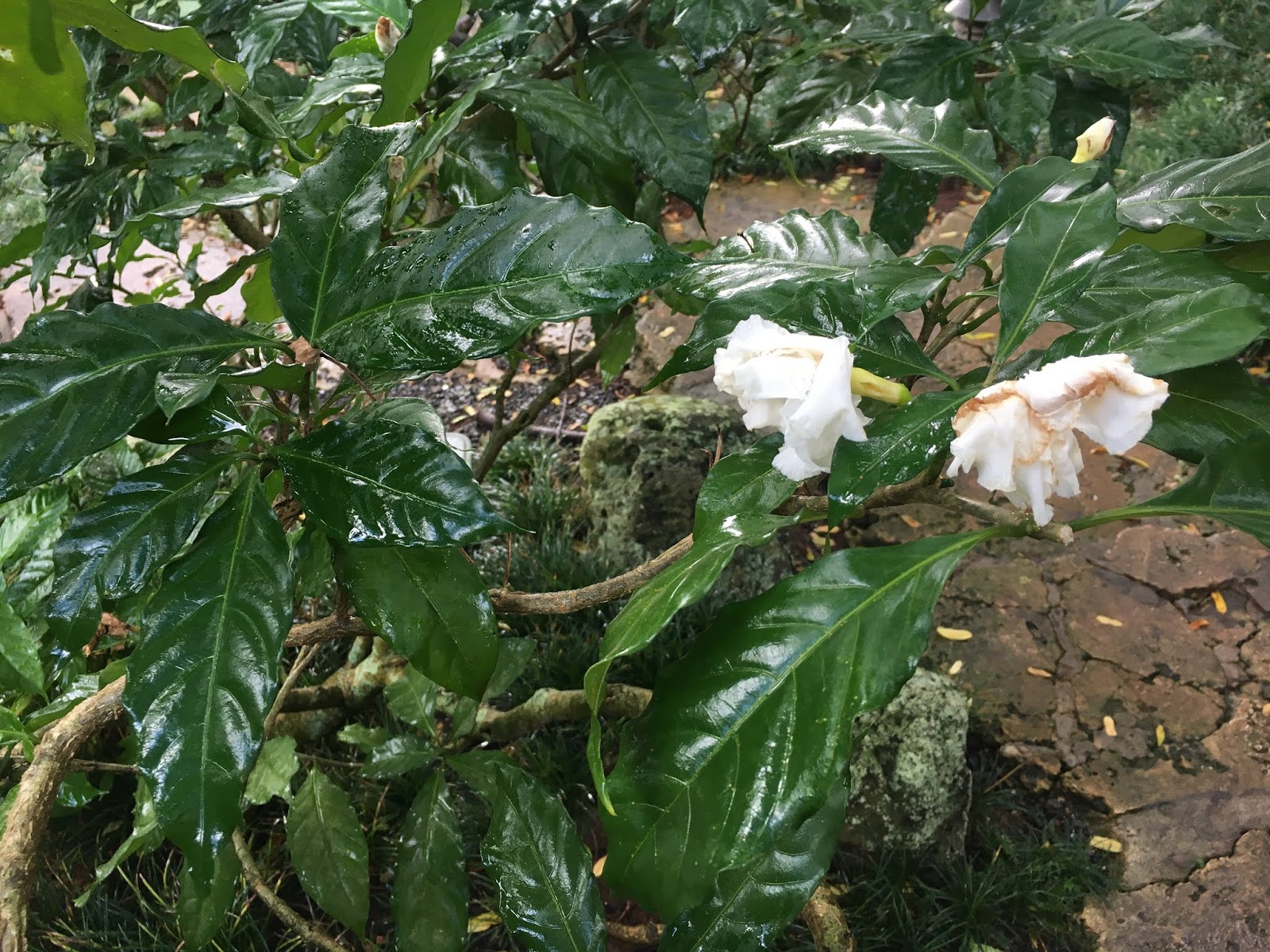 Tabernaemontana divaricata (Crepe Jasmine)