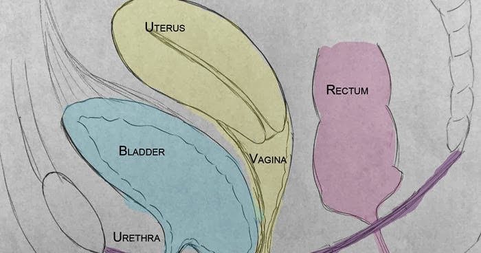 Pelvic Health and Alignment : Pelvic Organ Prolapse: Part 2