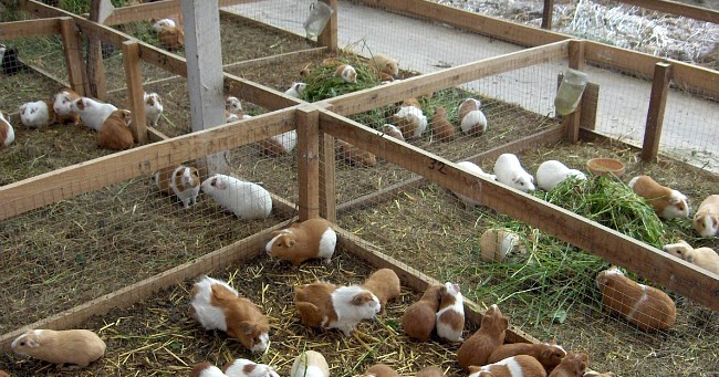 Crianza de Cuyes: MANEJO HIGIÉNICO DEL CUY