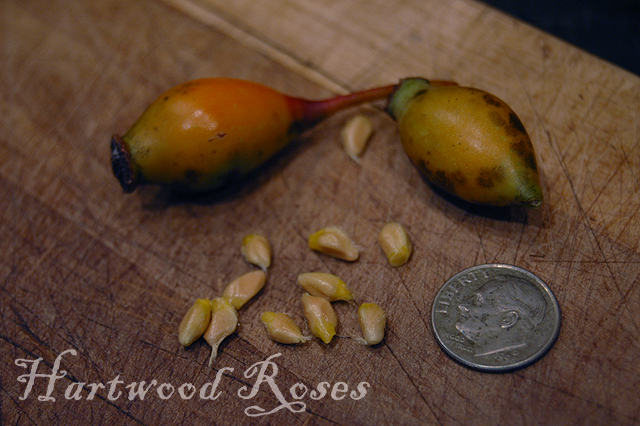 Hartwood Roses: Growing Roses from Seed