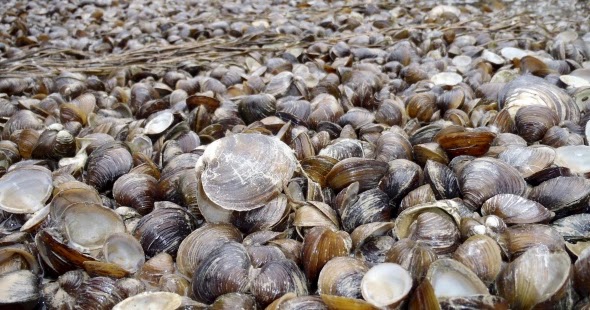 Almejas asiáticas utilizadas para controlar la calidad del agua