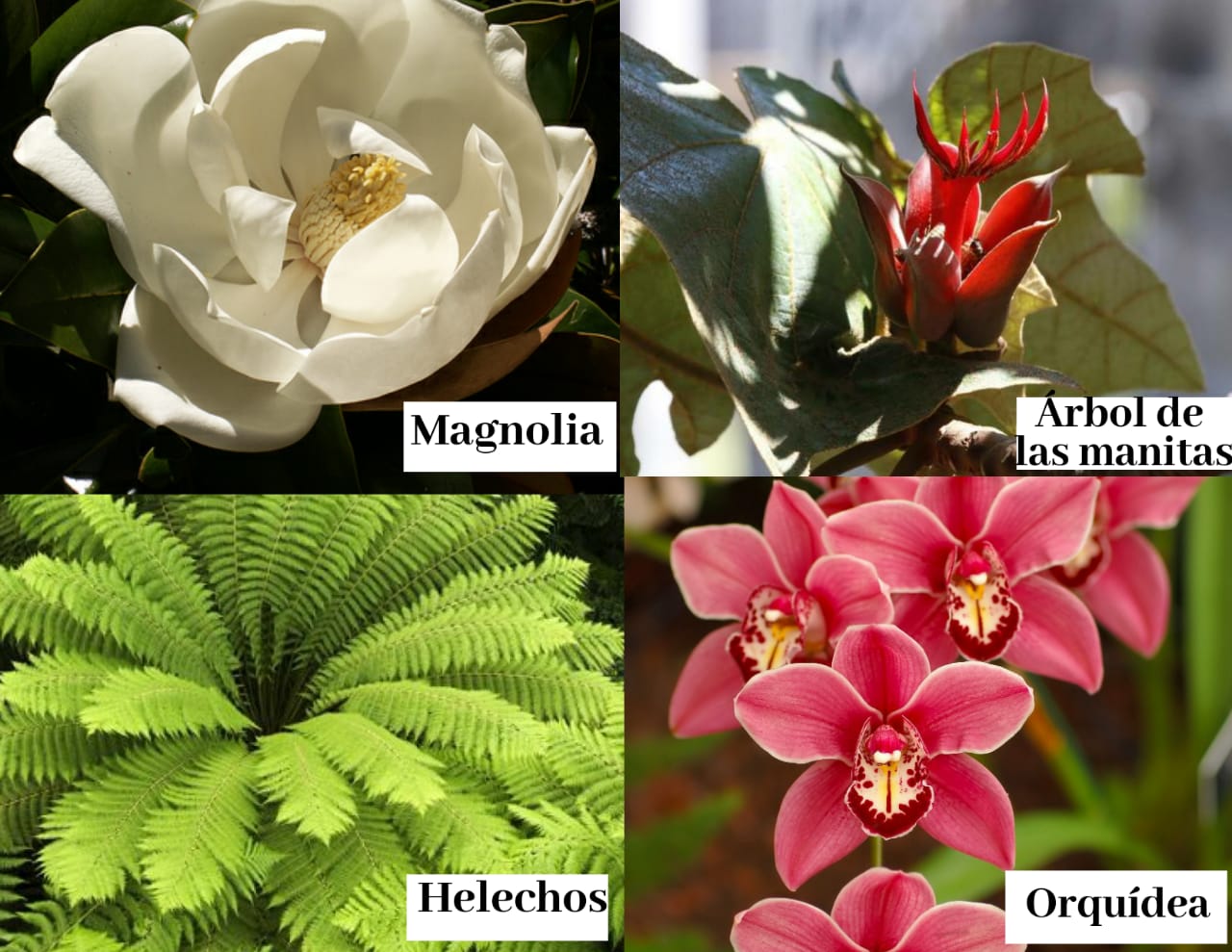 ECOSISTEMAS DE MÉXICO: BOSQUE MESÓFILO DE MONTAÑA