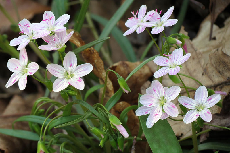 Native Bulbs for the Spring Habitat Garden