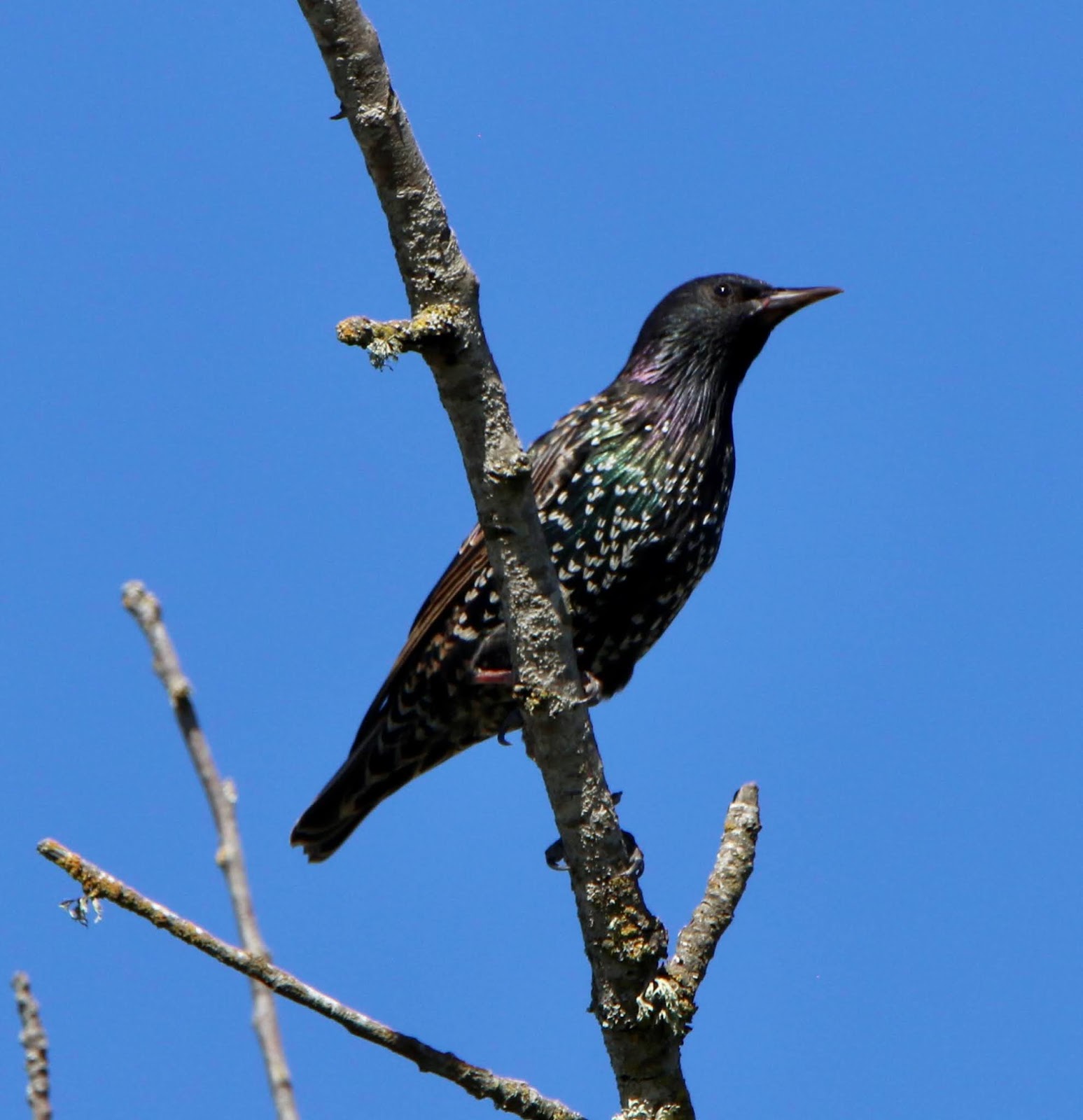 Various Oregon Birding Piks: THE LAST 1/3 OF 2020