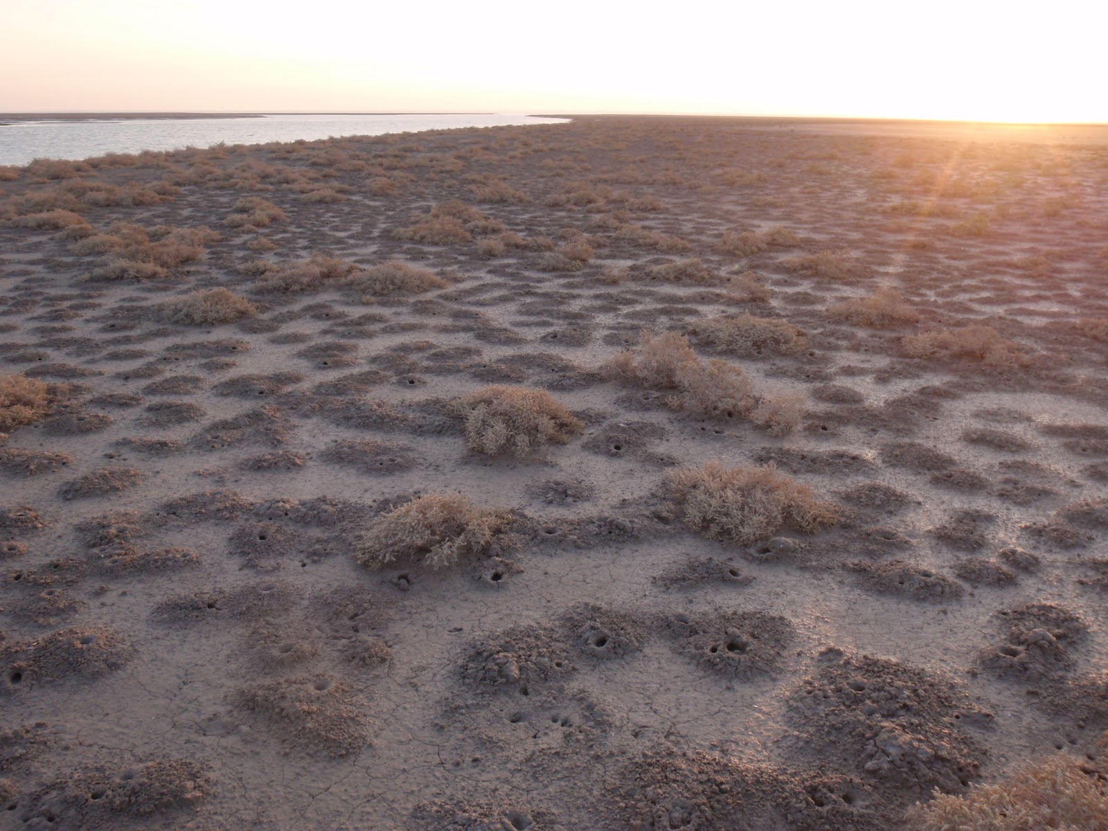 Athens Nature Journal: Kuwait Birding: Nature and culture experiences