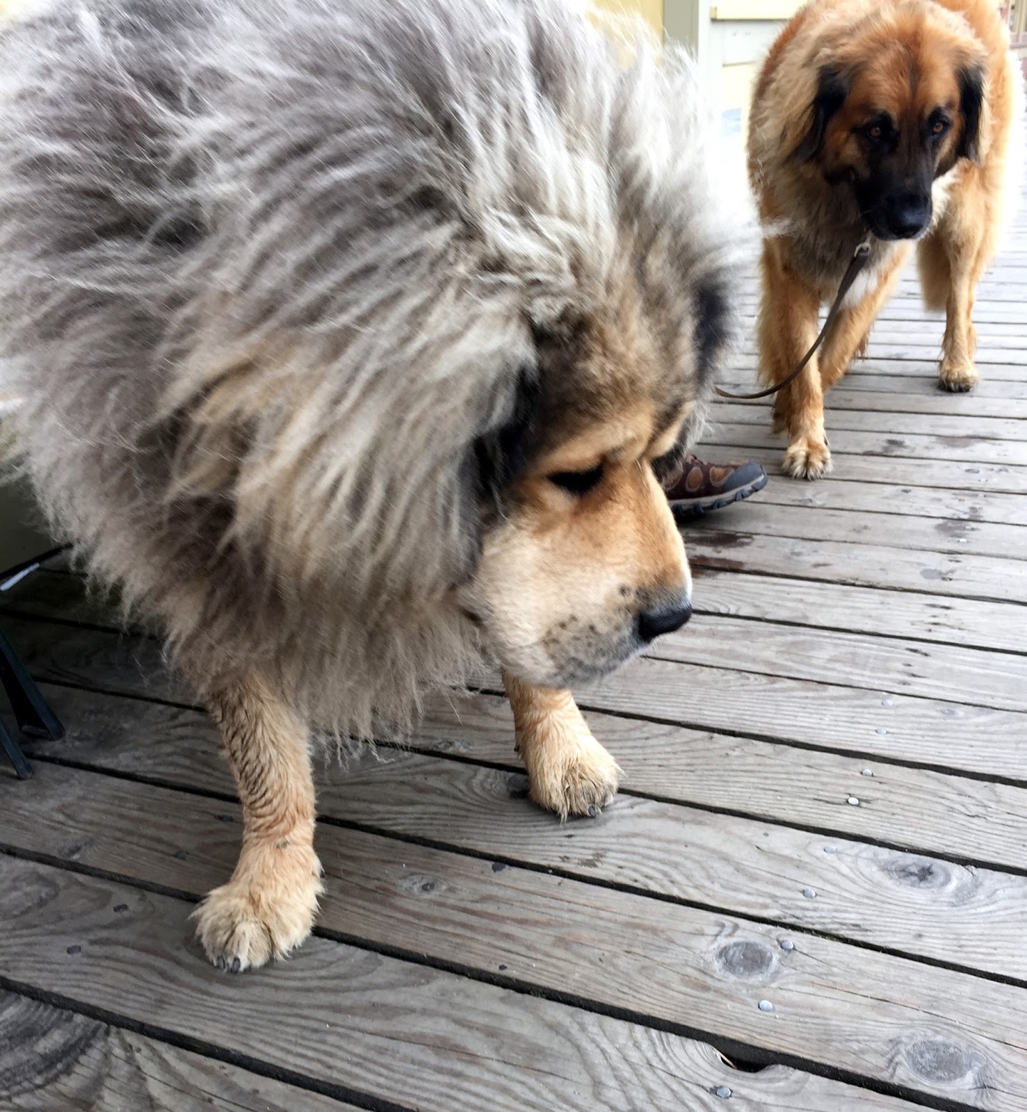 Literally Letty: Postcards from the Wild: Skagway, Alaska