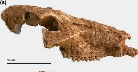 Sciency Thoughts: A new species of Early Eocene Artiodactyl named after ...