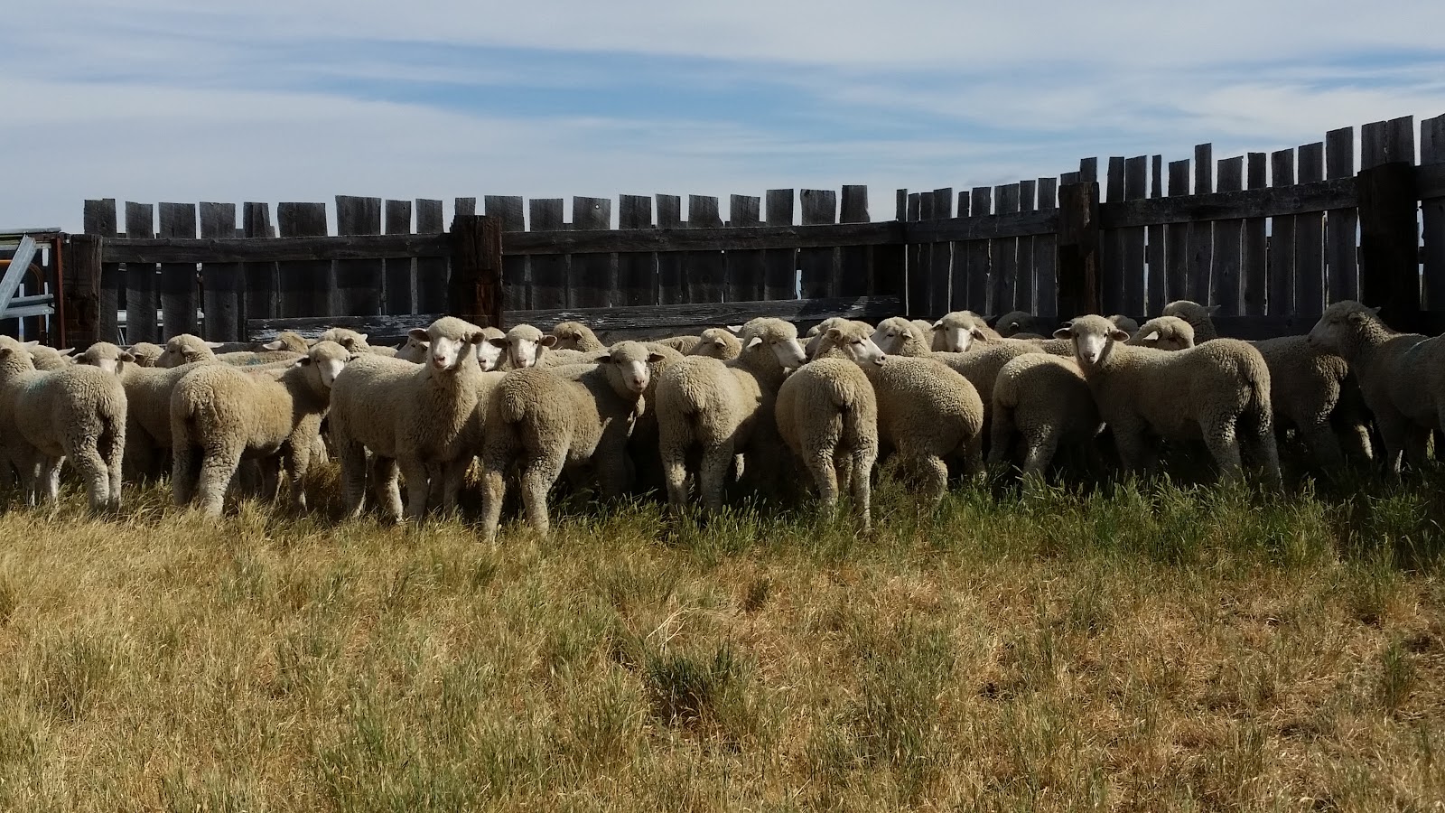 Gumbo Lily: Lamb crop....