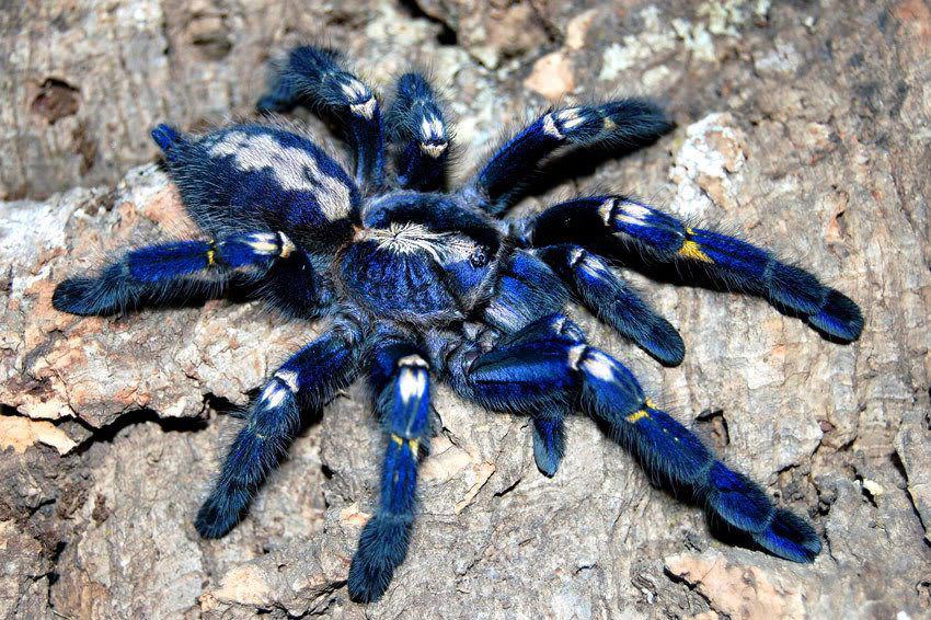 El mundo animal y la naturaleza: Tarántula azul cobalto