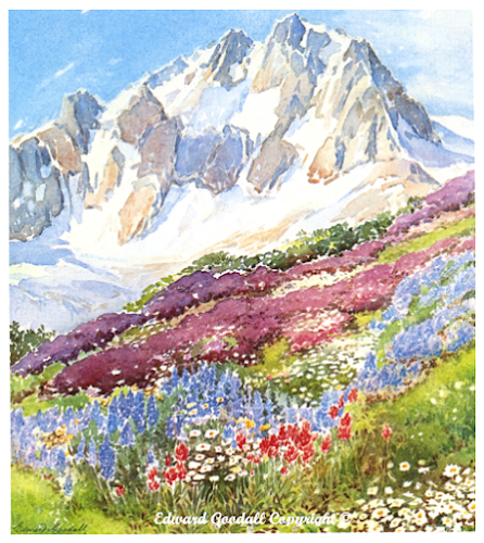 Edward Goodall > Artwork