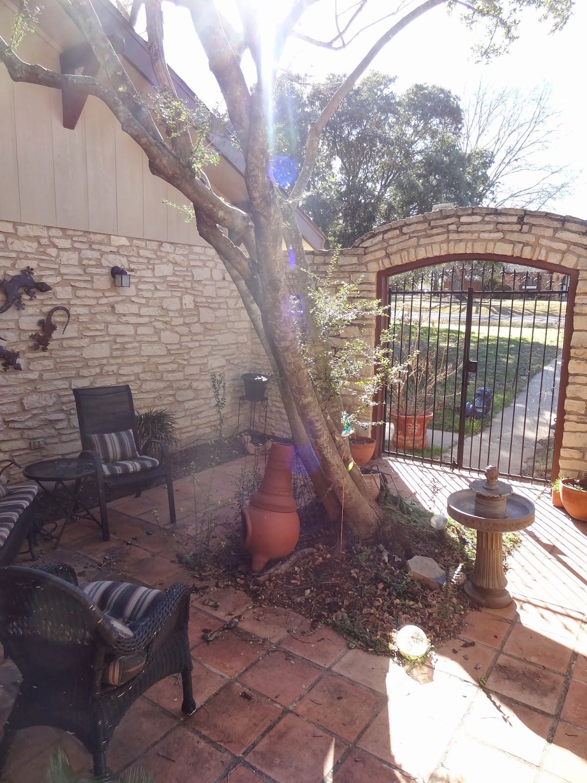 Rebecca's Texas Garden: Courtyard Tree Project