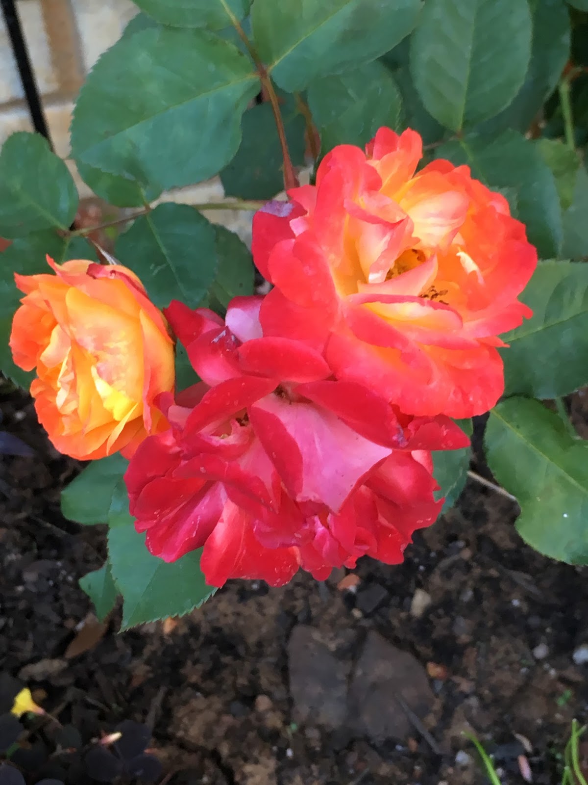 Sweet Americana Sweethearts: Take Time to Smell the Roses