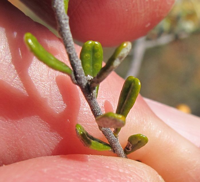 Esperance Wildflowers: Phebalium megaphyllum - Rutaceae