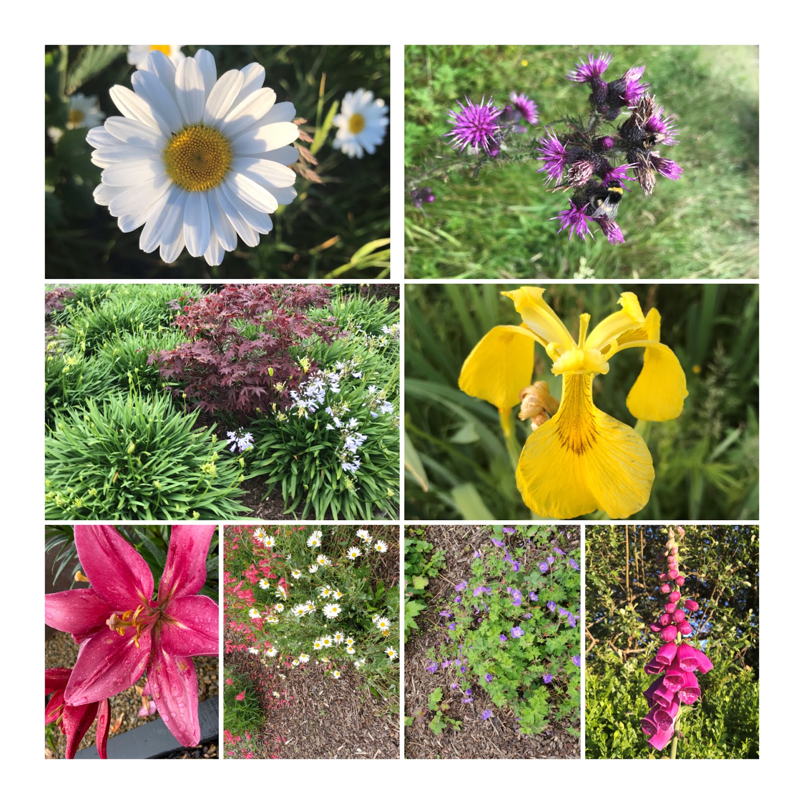 Photography Challenge - Nature - Sligo Community Training Centre