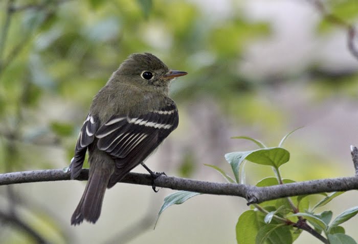 Lost in BIrding: Empid conundrum....OHIO (15 May)