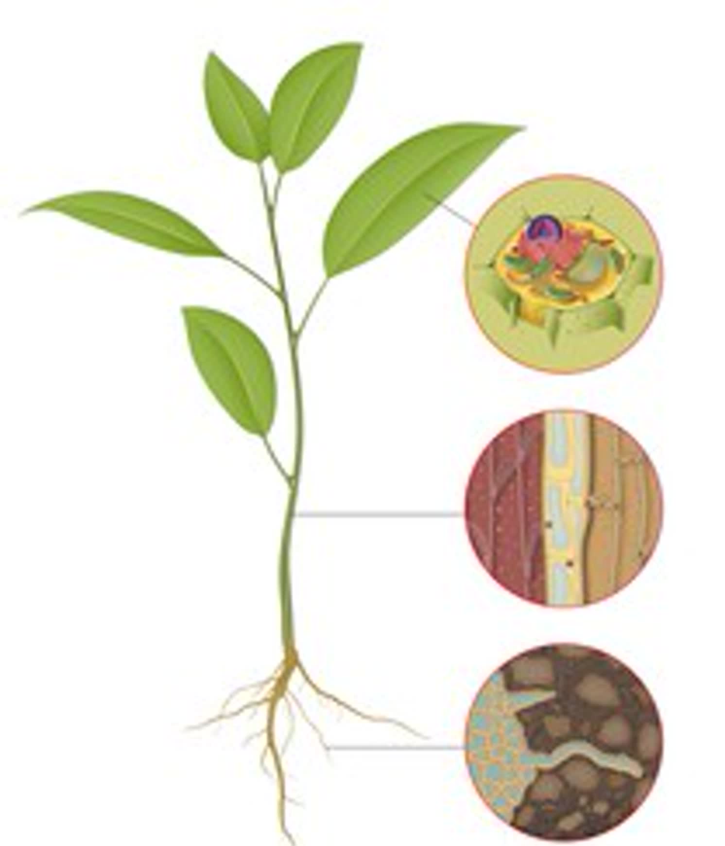 Xylem and phloem. biological structure scheme of inner vascular in ...