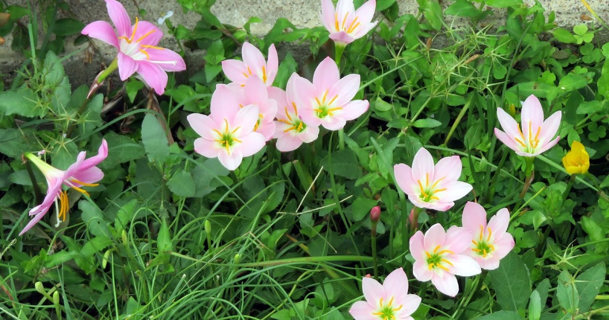 Retired and Roaming: After the hurricane, flowers