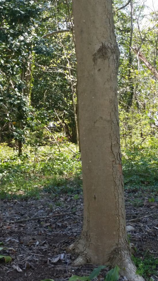 Future Plants by Randy Stewart: Sapindus - Soapberries