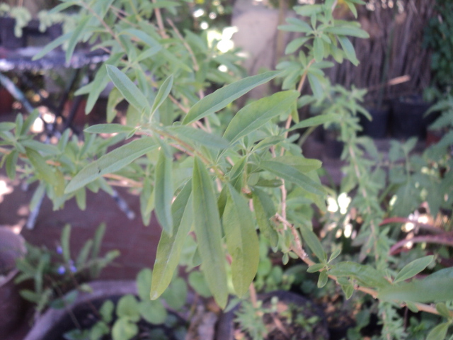 PLANTAS MORENAL: Burrito (Aloysia polystachya) - Disponible en maceta ...