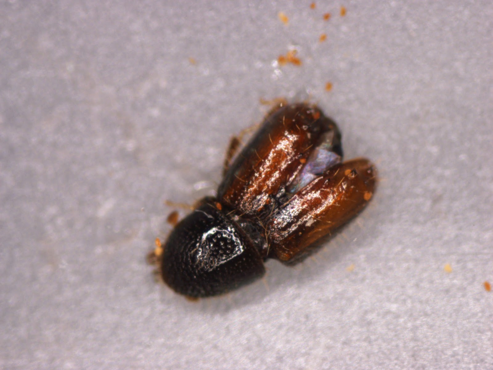 University of Illinois Plant Clinic: Eastern White Pine + Drought ...