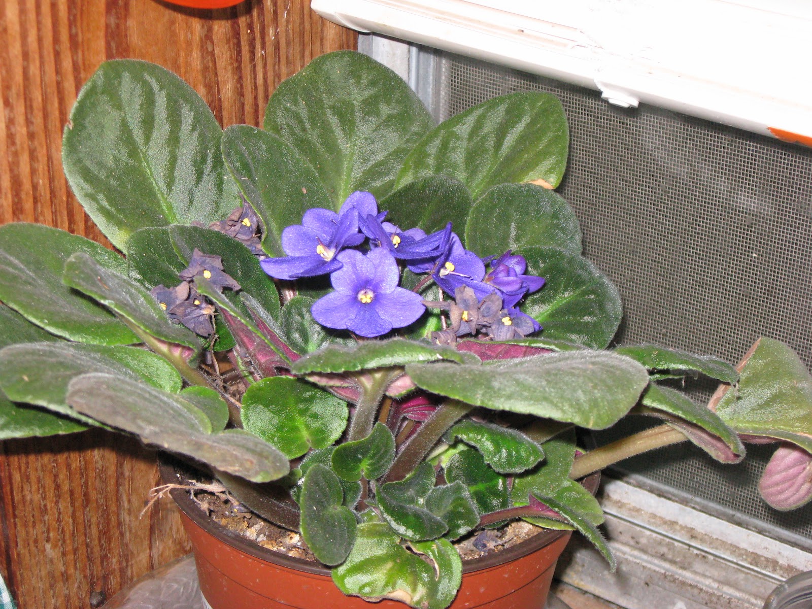 A Home in the Country: Rooting African Violets
