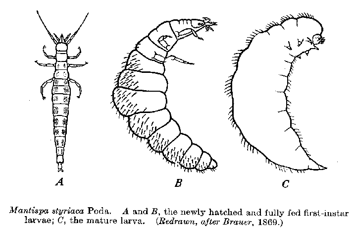 Real Monstrosities: Mantisfly