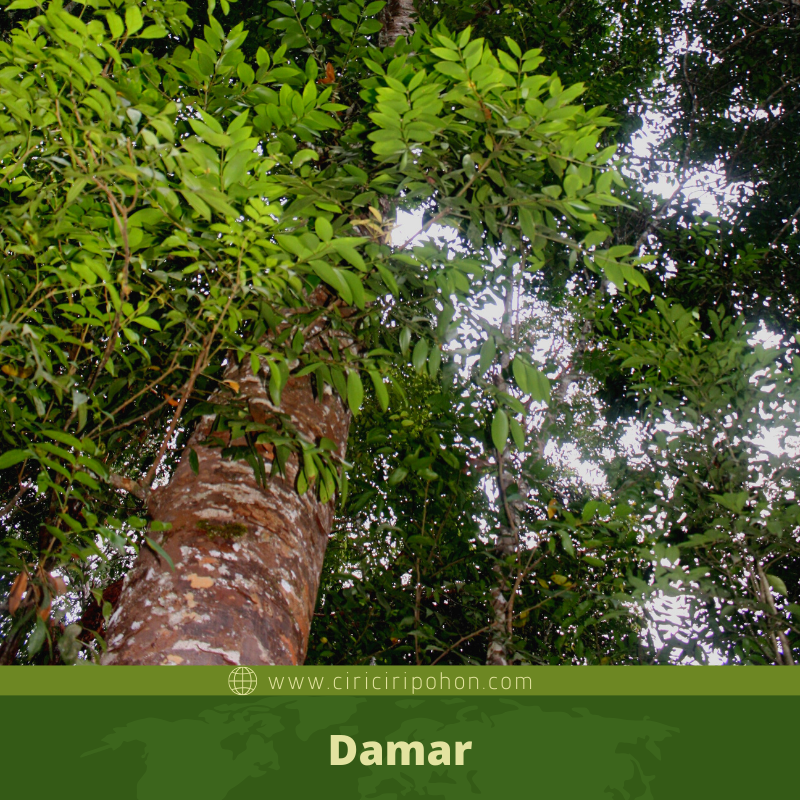 Daftar Tanaman Asli Indonesia Yang Populer Di Luar Negeri ...