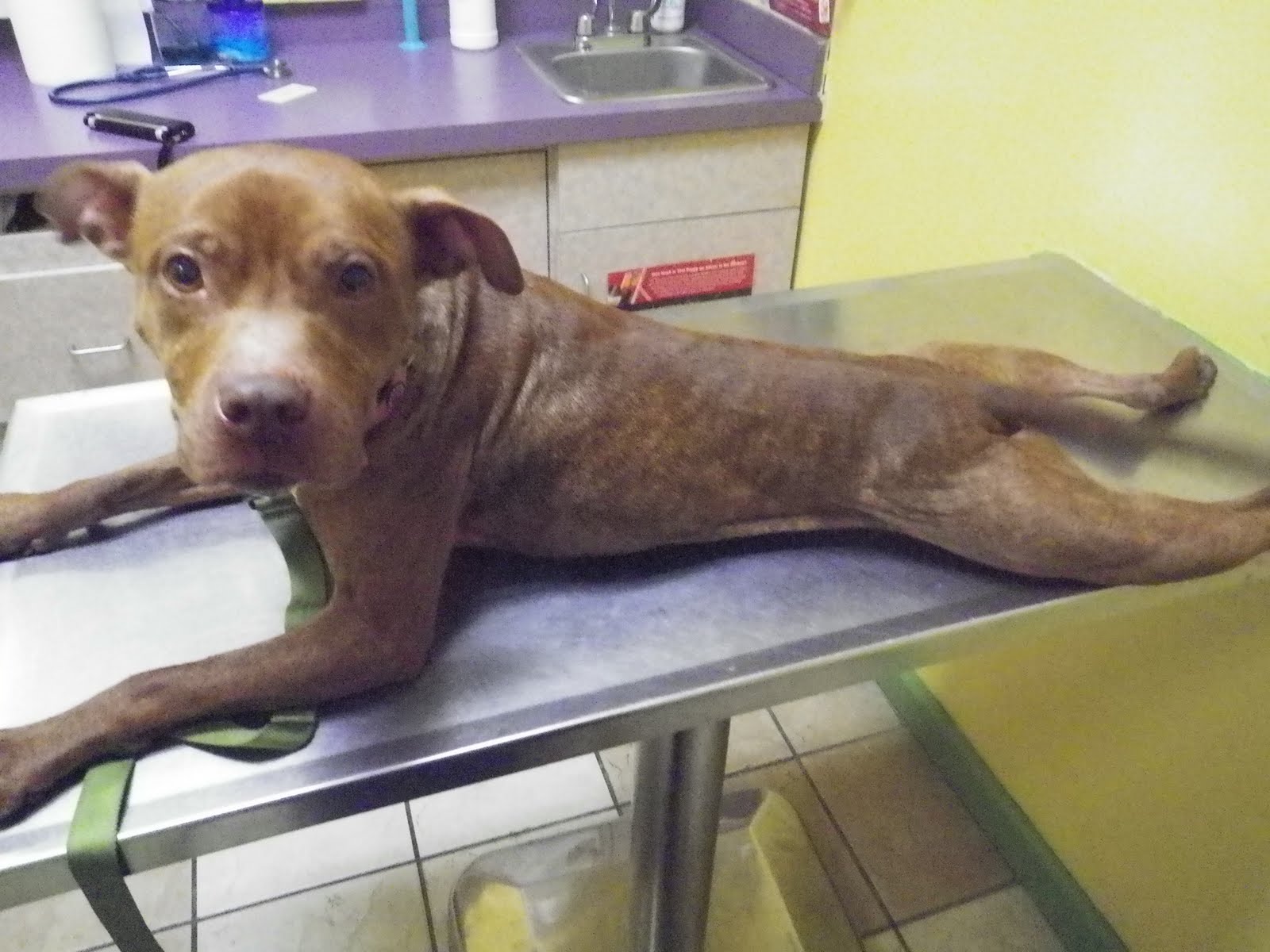 Pit Bull Frogs: Pit Bull Frog Photos