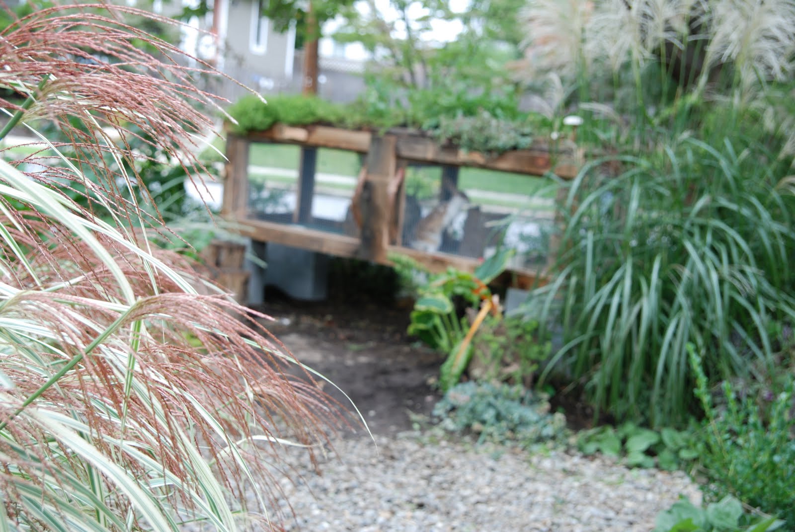 tend: rabbit friends