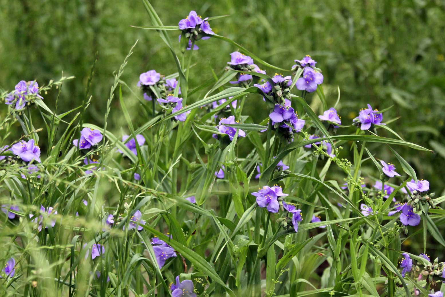 Southern Lagniappe: Splendor in the Grass