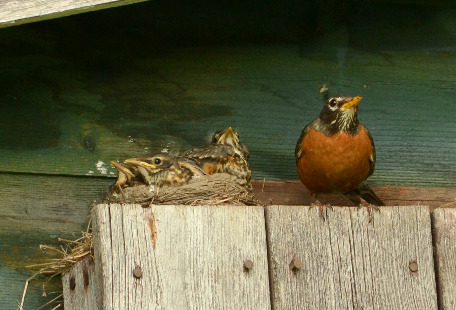 Woods Walks and Wildlife: May and June, 2021