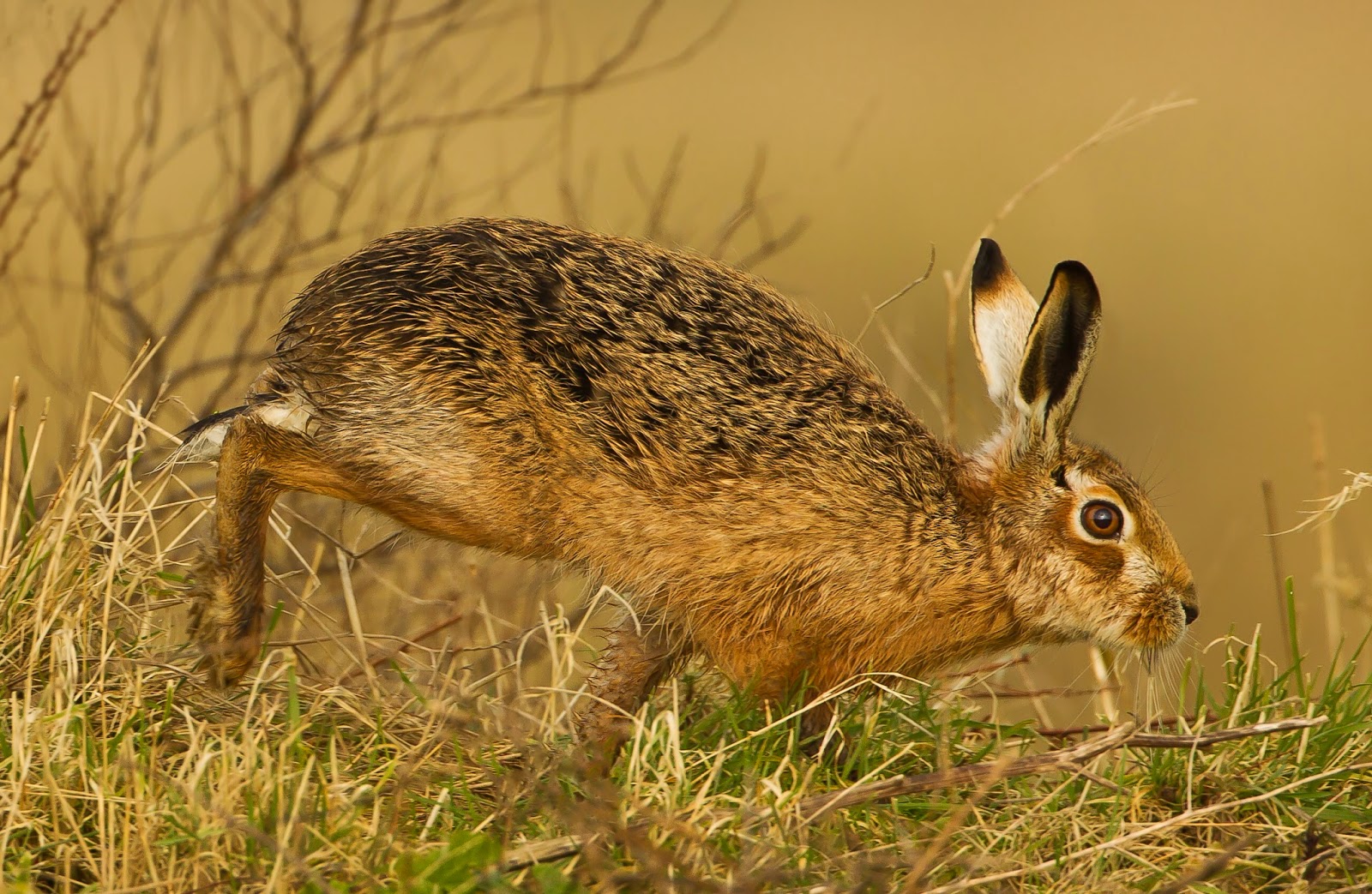 Old Man of Minsmere aka John Richardson: Hares haring about