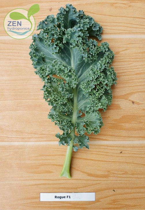 ZEN HYDROPONICS: คะน้าใบหยิกสีเขียวเอฟวัน (Green Kale / Kale Rogue F1)