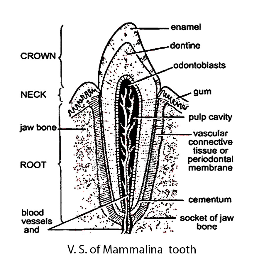 Teeth Function Of Mammals at Katherine Shelton blog