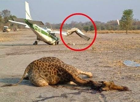plane C172 accident due to Giraffe - Best videos