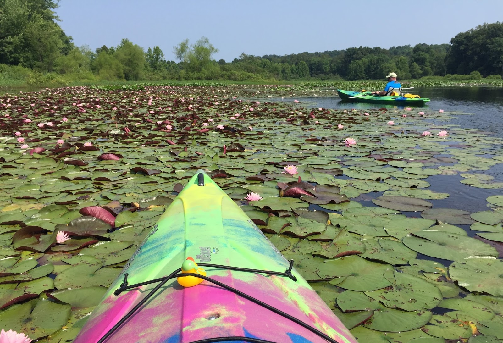 Kayaking Across Ohio: Lake Rupert: Damselflies' Playground