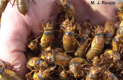 Tonggeret, Vampir Pohon yang Gemar Bernyanyi | RE Tawon