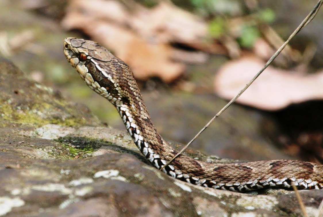 Snowy Owl Lost: Reptiles of Korea (at least the ones I saw on Jeju Island)