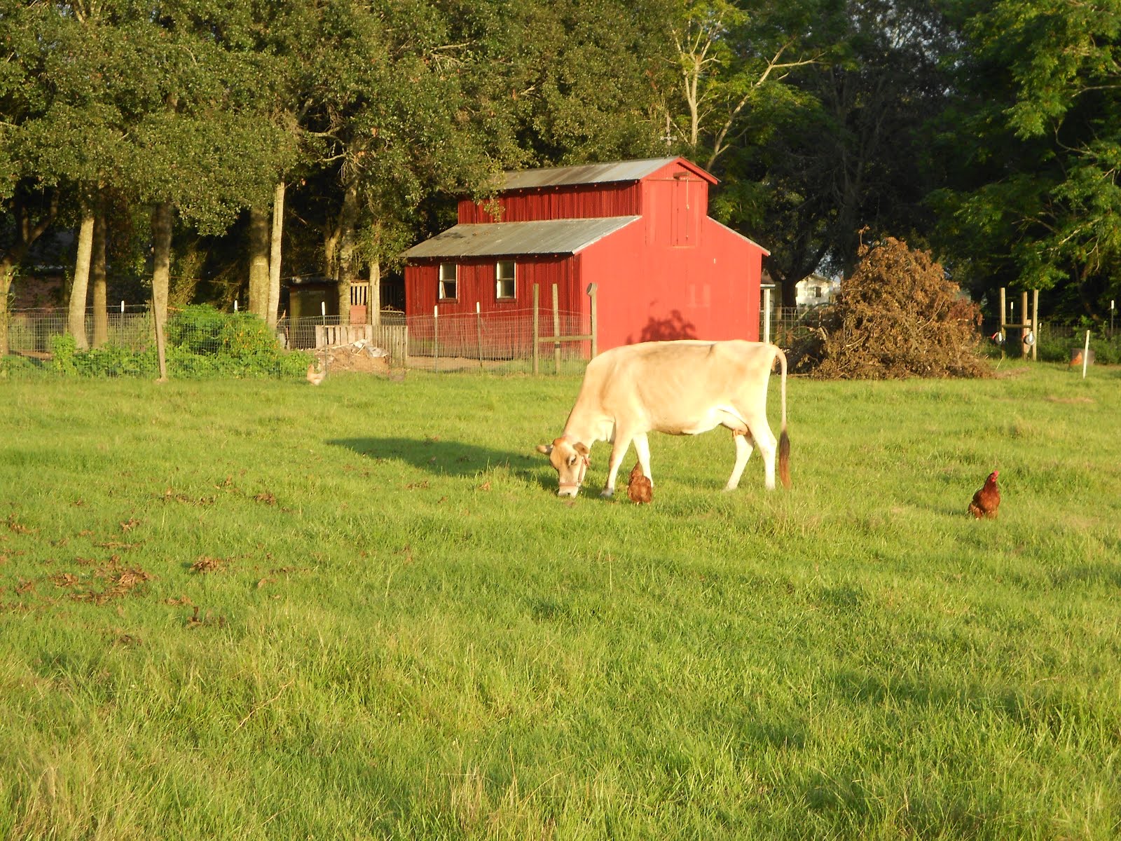 Our Maker's Acres Family Farm: Put out to pasture