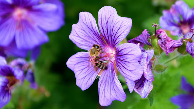 Nama Cairan Pada Bunga Yang Diserap Lebah, Kupu-Kupu dan lainnya ...