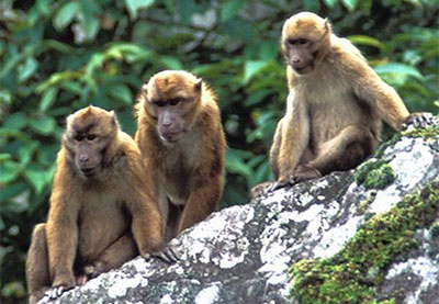 National Parks in Indonesia: Siberut