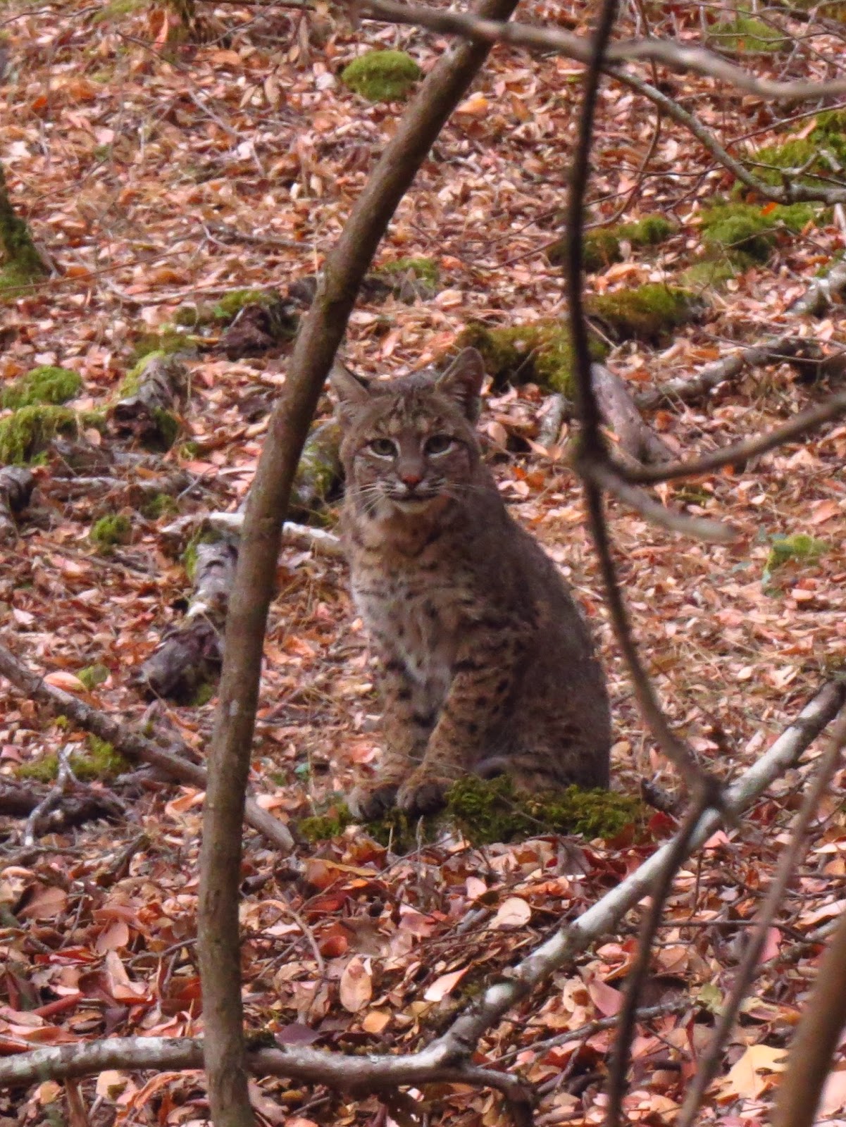 Exploring Wild California: Bobcats on the prowl