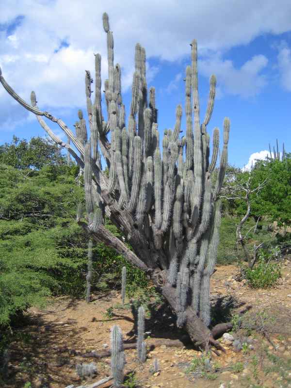 Aprendamos juntos: Un árbol de espinas. Por Sergio Antillano A.