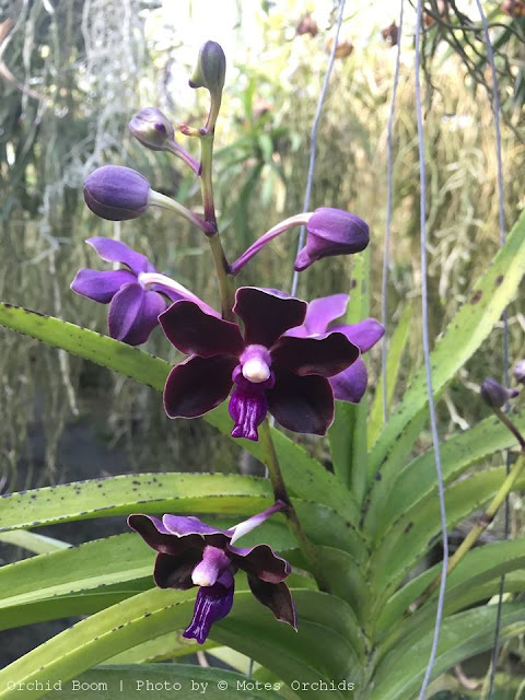 Orchid Boom - World of orchids: Gorgeous Vanda by Motes Orchids