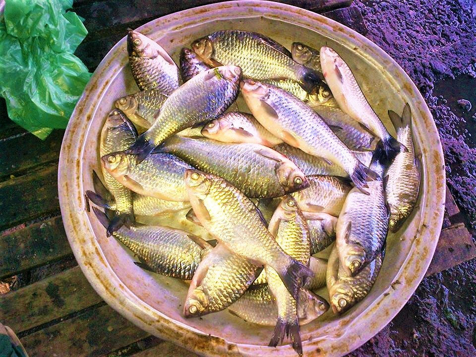 Why should you visit Tanguar Haor? - History and Travel-world heritage BD